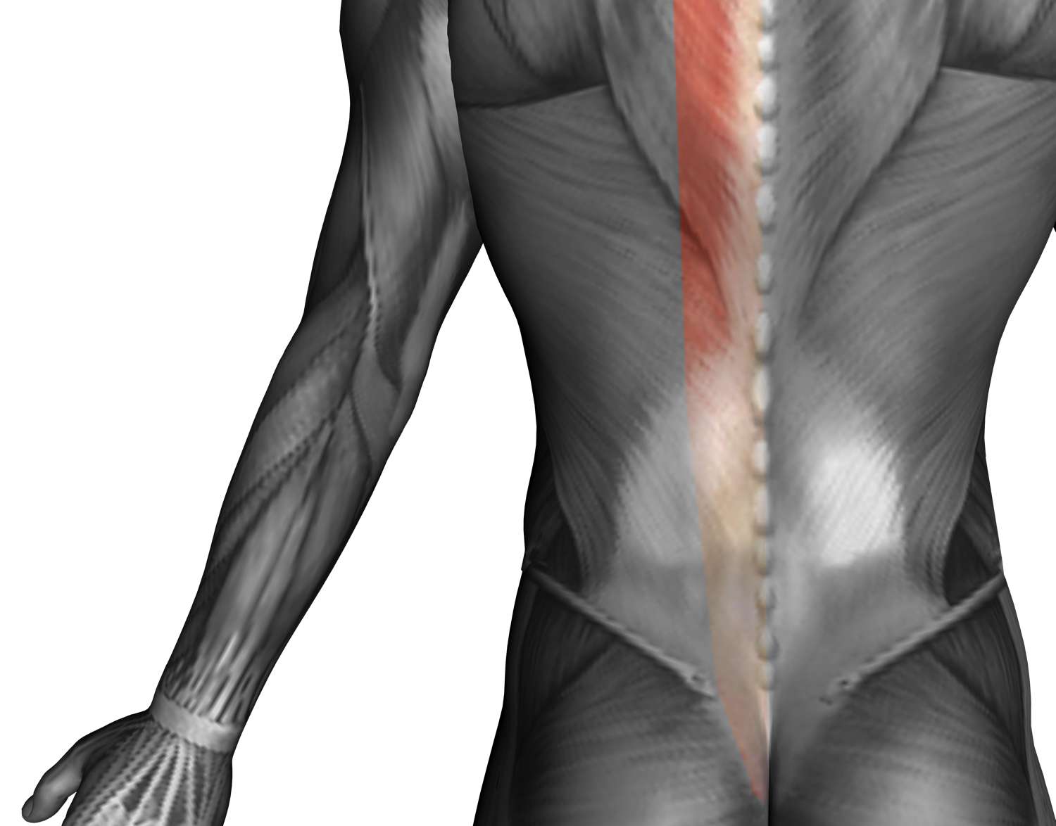 The Erector Spinae Muscles: Anatomy, Function, and the Importance of ...